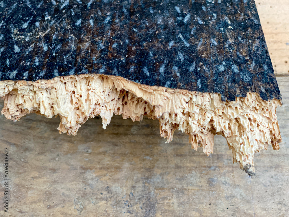 Cross-section of a snapped wooden floorboard seriously infested with ...