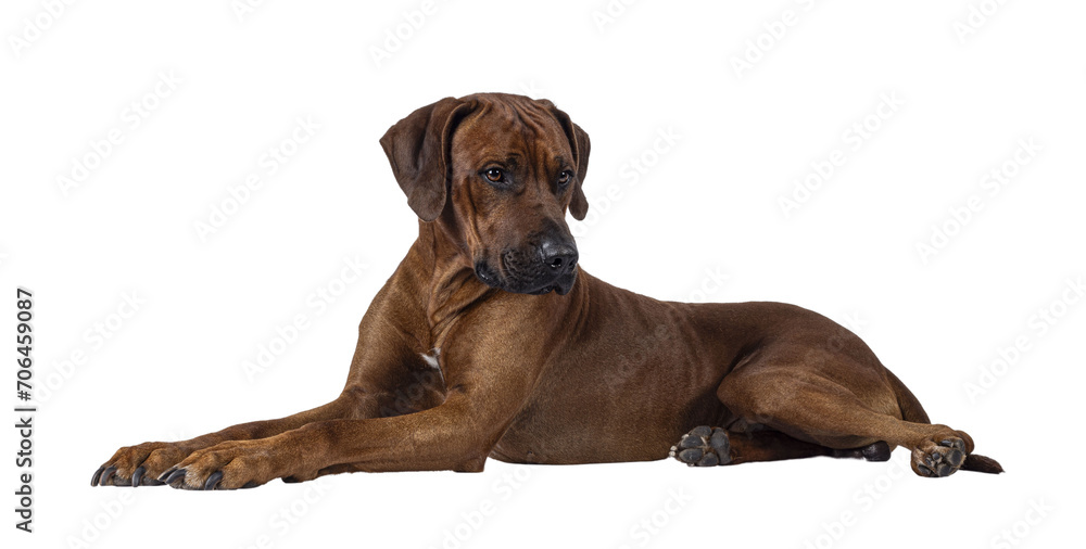 Handsome male Rhodesian Ridgeback dog, laying down side ways. Looking ...