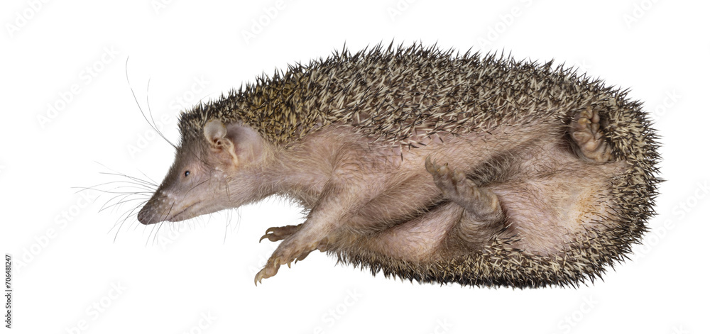 Greater hedgehog or large Madagascar sokina aka Setifer setosus, coming ...