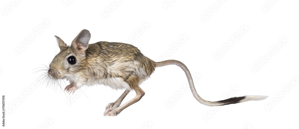 Senior greater Egyptian jerboa aka Jaculus orientalis, standing side ...