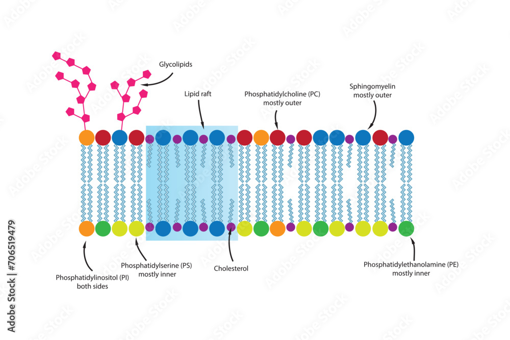 Diagrams showing schematic structure of cytoplasmatic membrane ...
