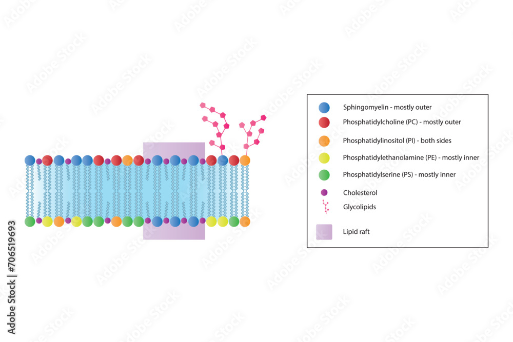 Diagrams showing schematic structure of cytoplasmatic membrane ...
