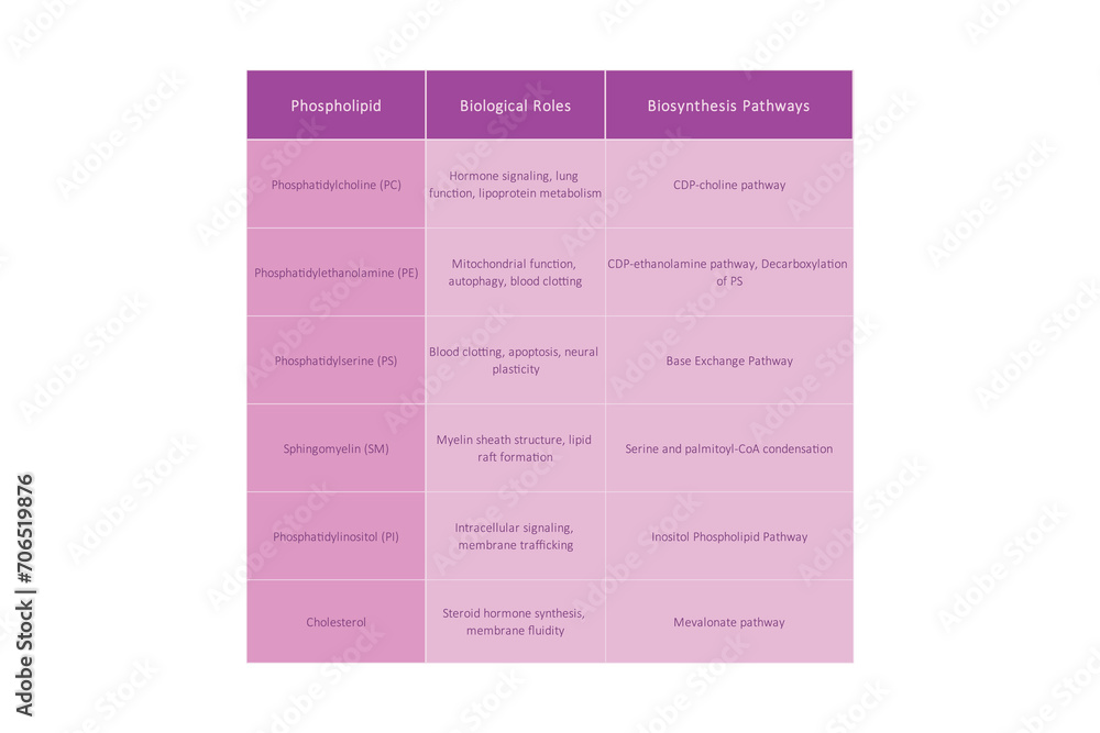 Poster Table showing Phospholipids types, biological roles and ...