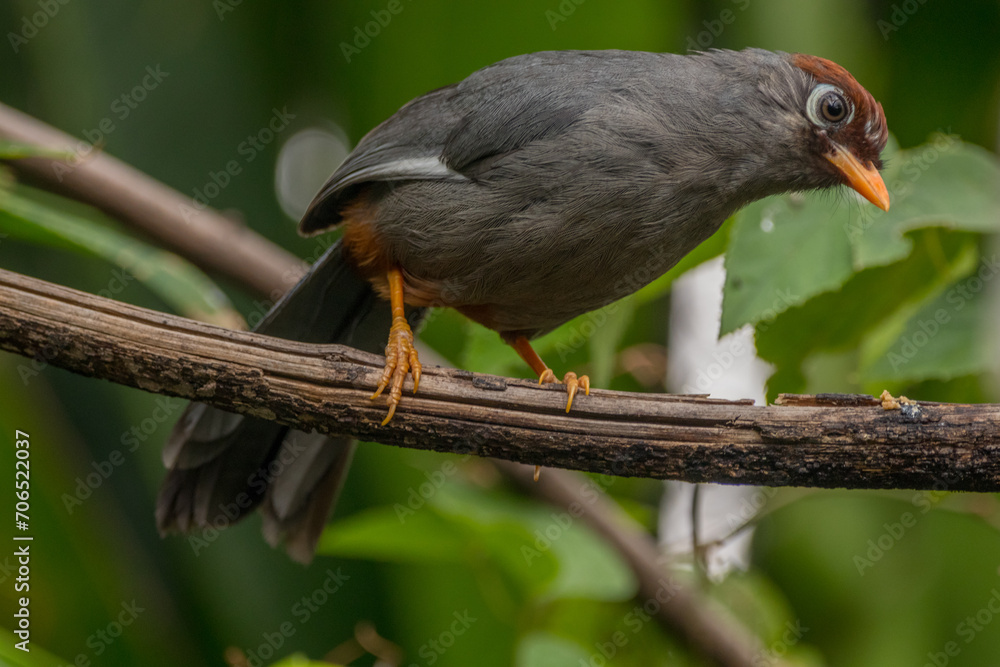 The chestnut-capped laughingthrush (Pterorhinus mitratus), also known ...