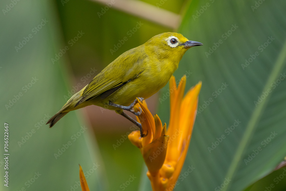 The Javan white-eye (Zosterops flavus) is a bird species in the family ...