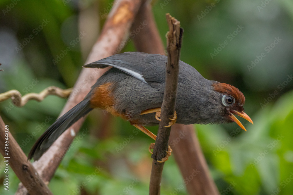 The chestnut-capped laughingthrush (Pterorhinus mitratus), also known ...
