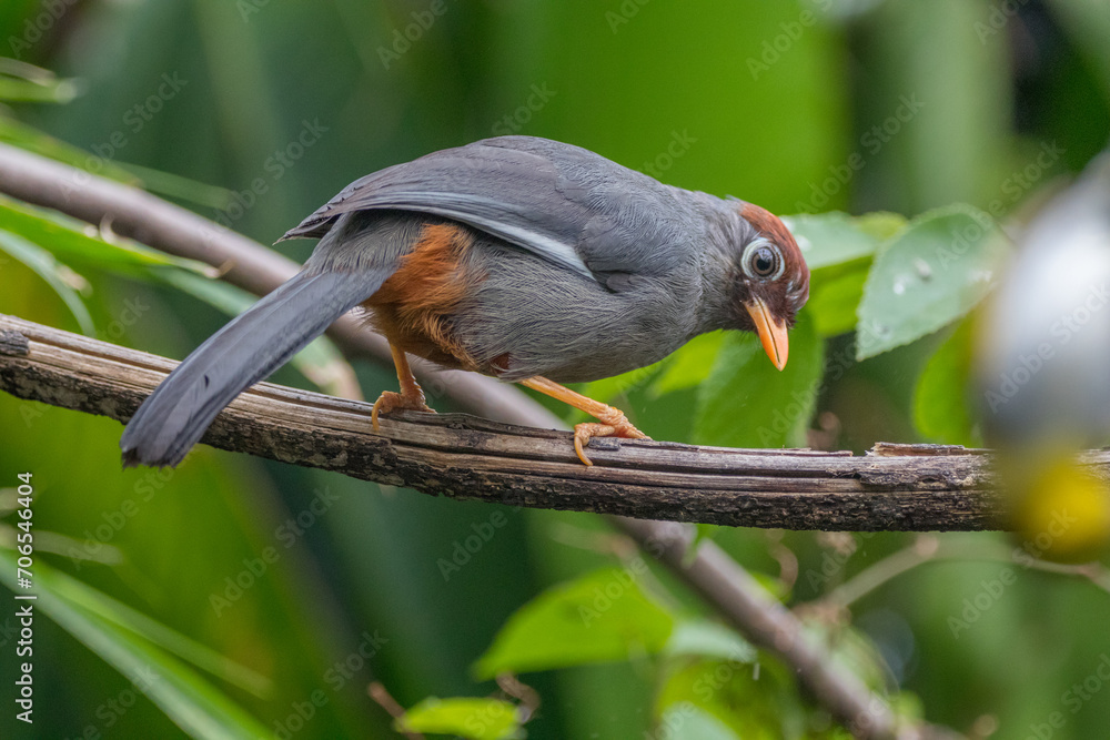 The chestnut-capped laughingthrush (Pterorhinus mitratus), also known ...