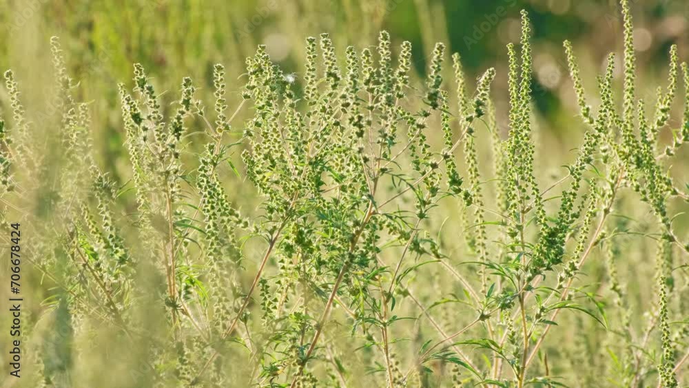 Ambrosia (common ragweed, annual ragweed). Ragweed flowering. Ambrosia ...