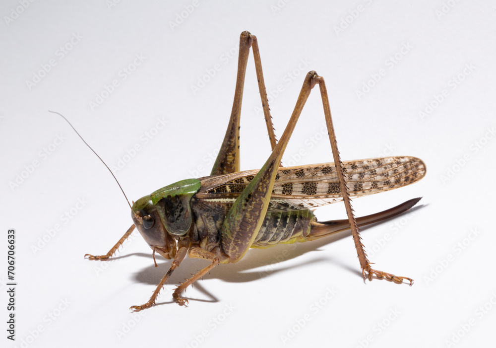 Wart-biter (Decticus verrucivorus) is a bush-cricket in the family ...