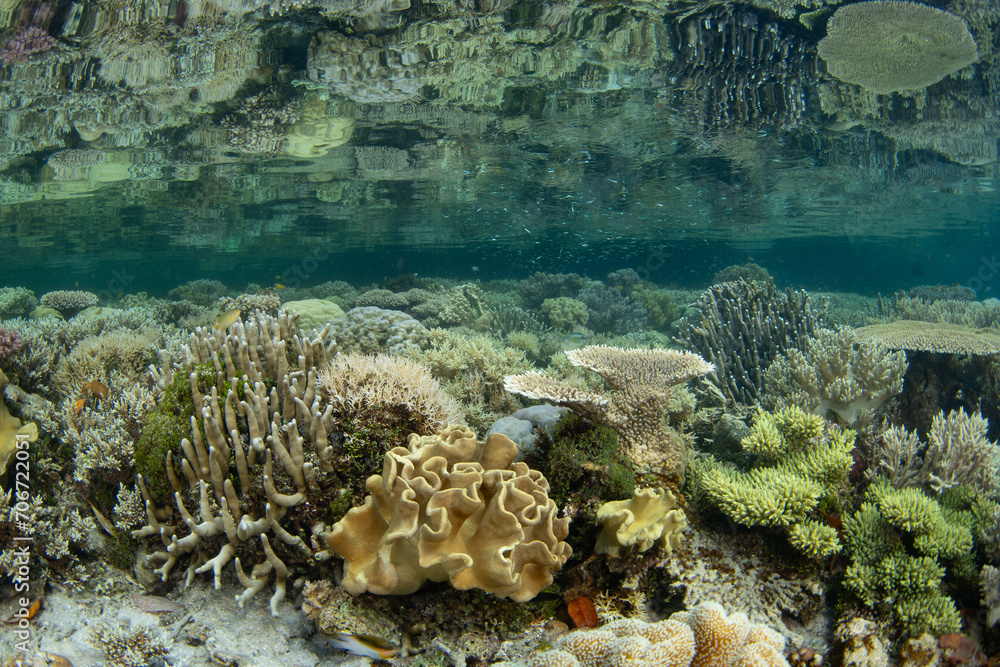 A variety of reef-building corals thrive on a shallow coral reef in ...