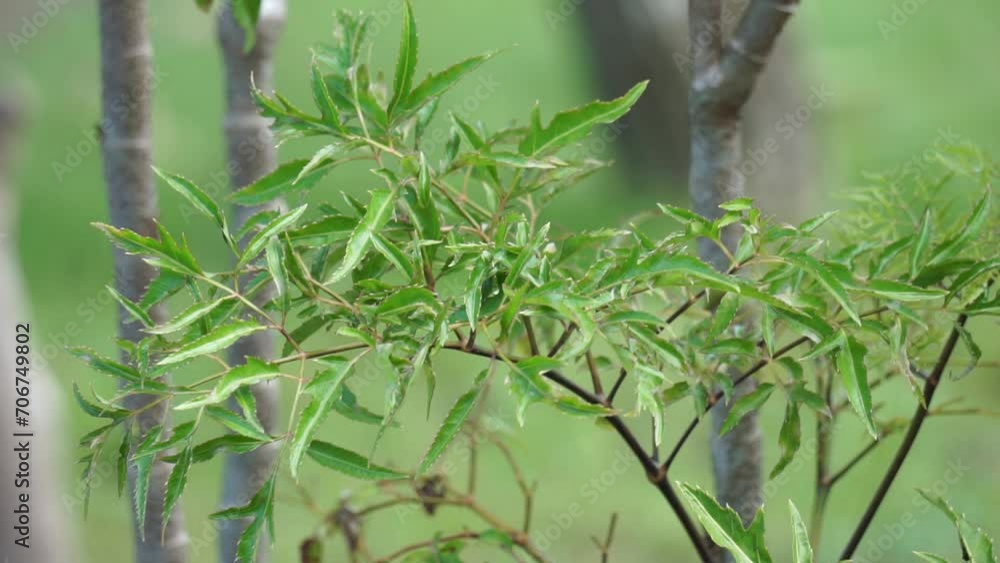 Polyscias fruticosa (Ming aralia, dwarf tree, Daun berlangkas, kuku ...