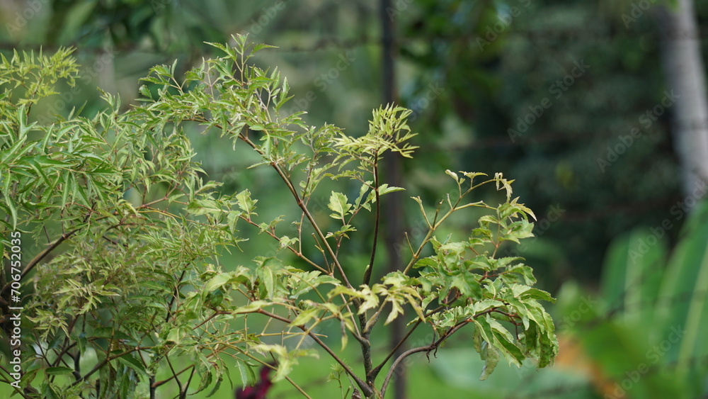 Polyscias fruticosa (Ming aralia, dwarf tree, Daun berlangkas, kuku ...