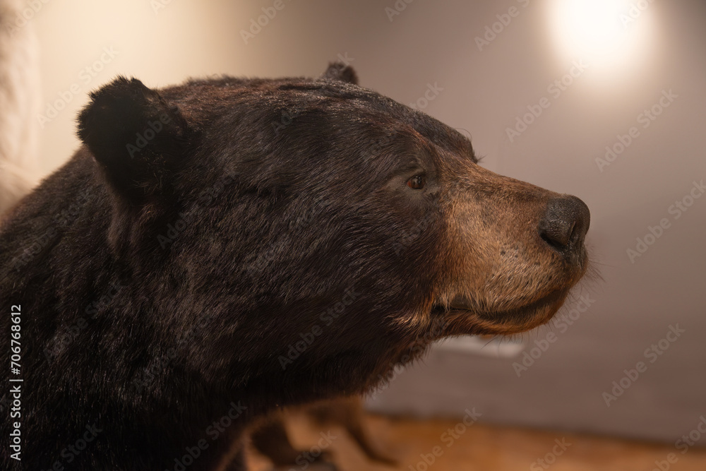 Realistic replica of a Brown Bear at Sao Paulo Museum of Zoology, 10 ...