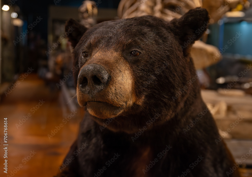 Realistic replica of a Brown Bear at Sao Paulo Museum of Zoology, 10 ...