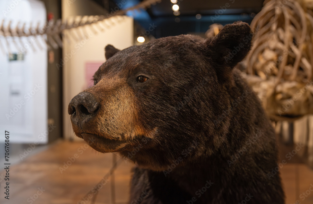 Realistic replica of a Brown Bear at Sao Paulo Museum of Zoology, 10 ...