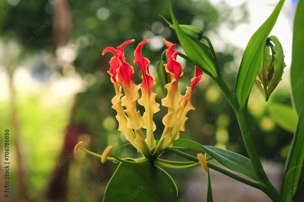 Fire lily has latin named gloriosa superba from colchicaceae. Fire ...