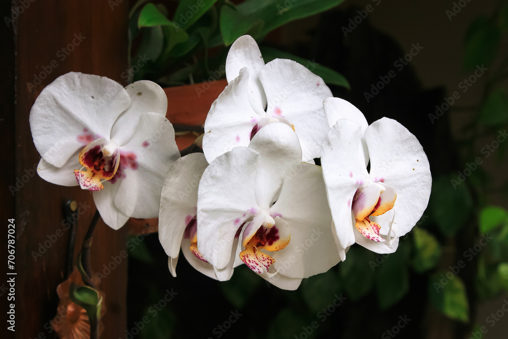 Phalaenopsis amabilis orchid flower with white petal bloom in the ...