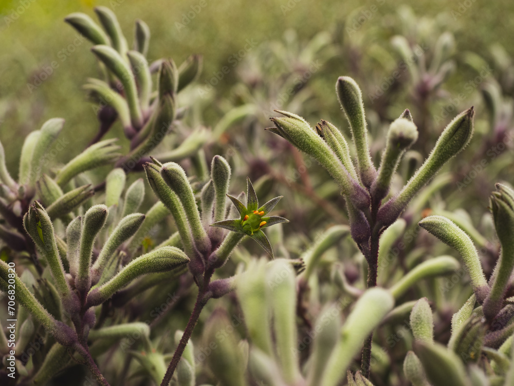 Anigozanthos 'landscape lilac' (kangaroo paw flower) in green and ...