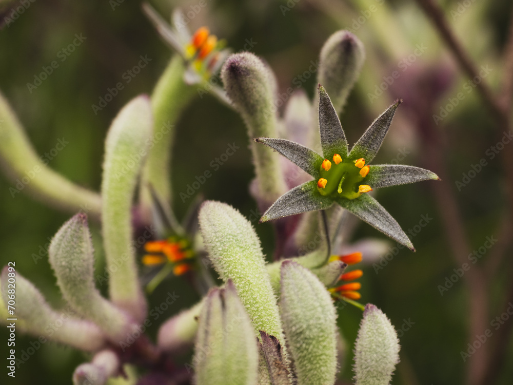 Anigozanthos 'landscape lilac' (kangaroo paw flower) in green and ...