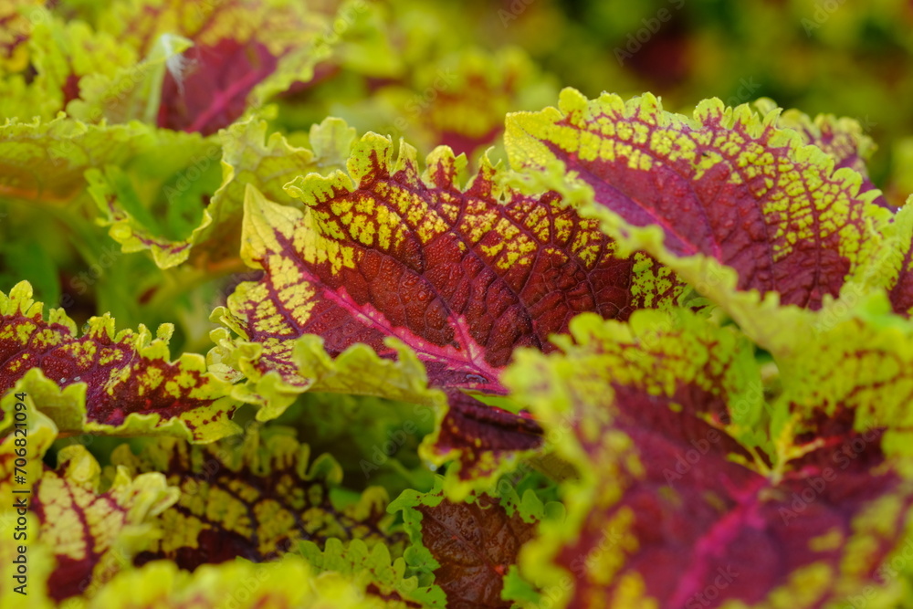Coleus scutellarioides, commonly known as coleus, is a species of ...