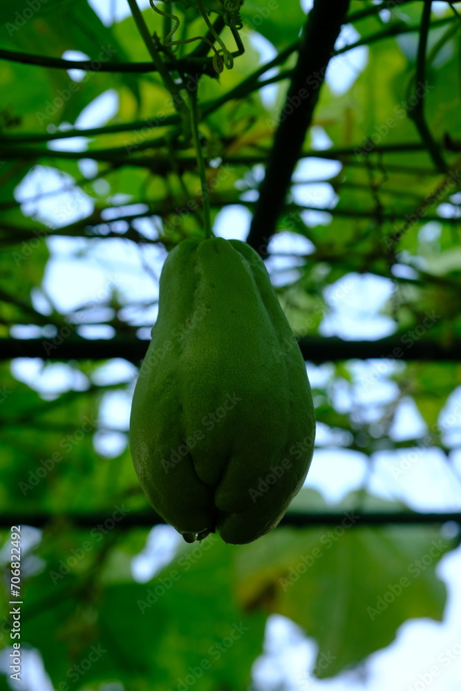 Chayote, also known as mirliton and choko, is an edible plant belonging ...