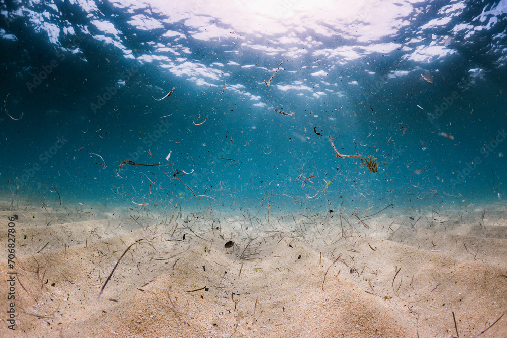 underwater ecosystem nature fish uw mediterranean sea bottom beautiful ...