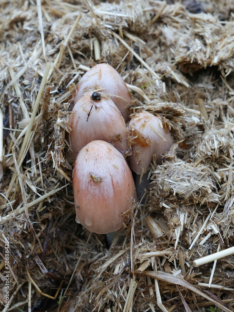 Bolbitius coprophilus, a fieldcap mushroom growing on horse manure in ...