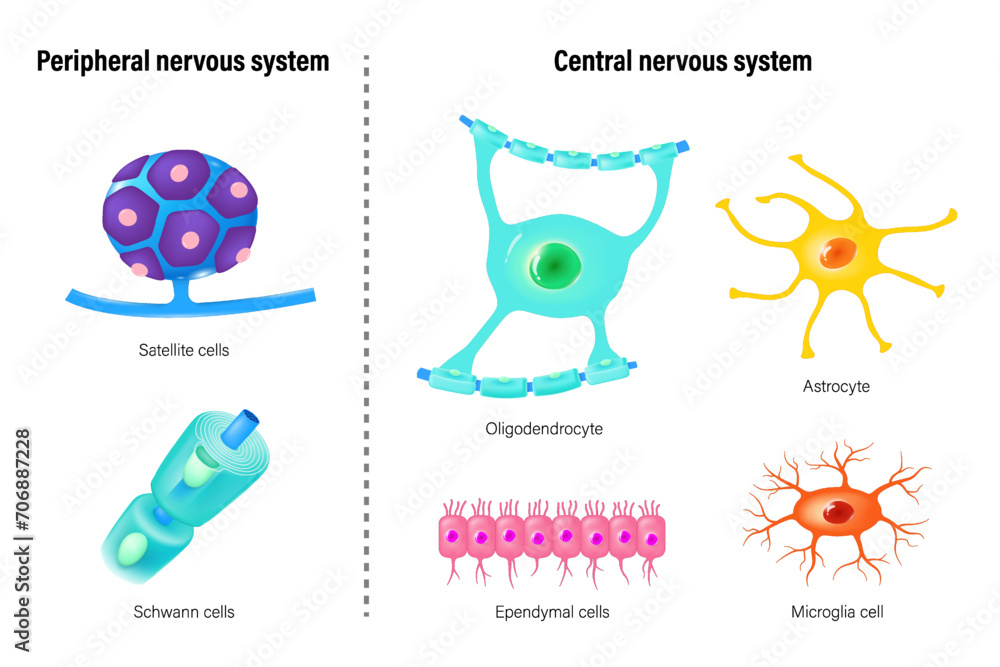 Types Of Neuroglial Cells vector. Peripheral nervous system and Central ... Types Of Neuroglial Cells vector. Peripheral nervous system and Central ...