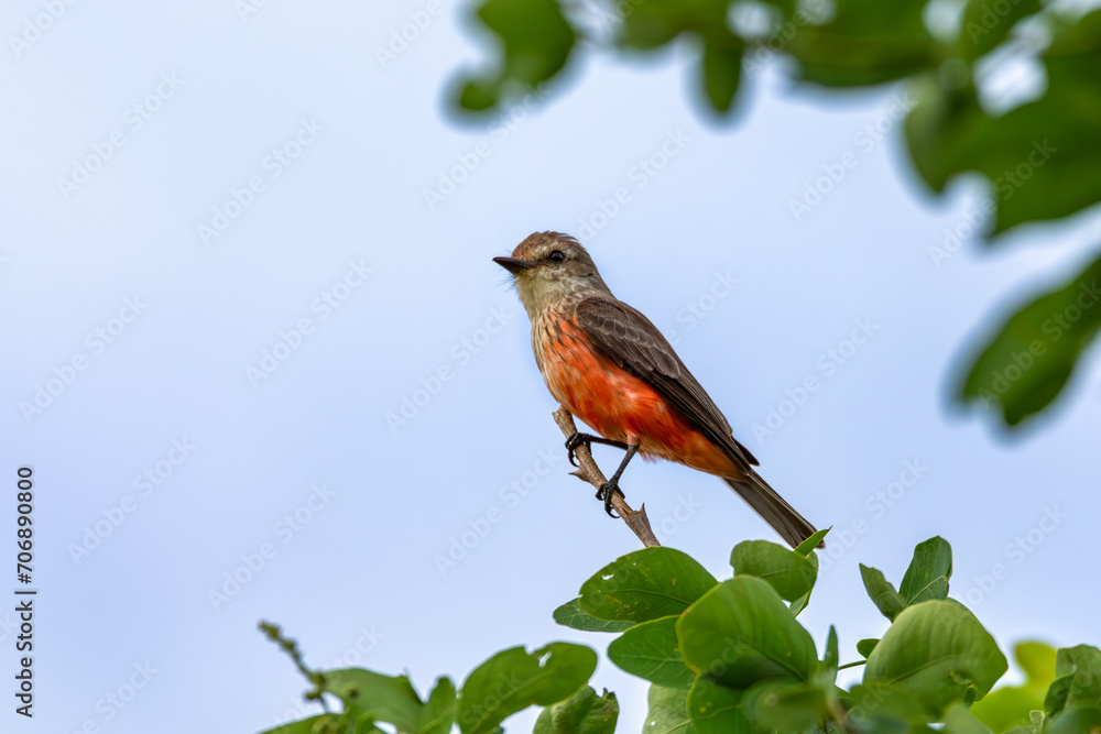 Vermilion flycatcher (Pyrocephalus obscurus) female, small passerine ...