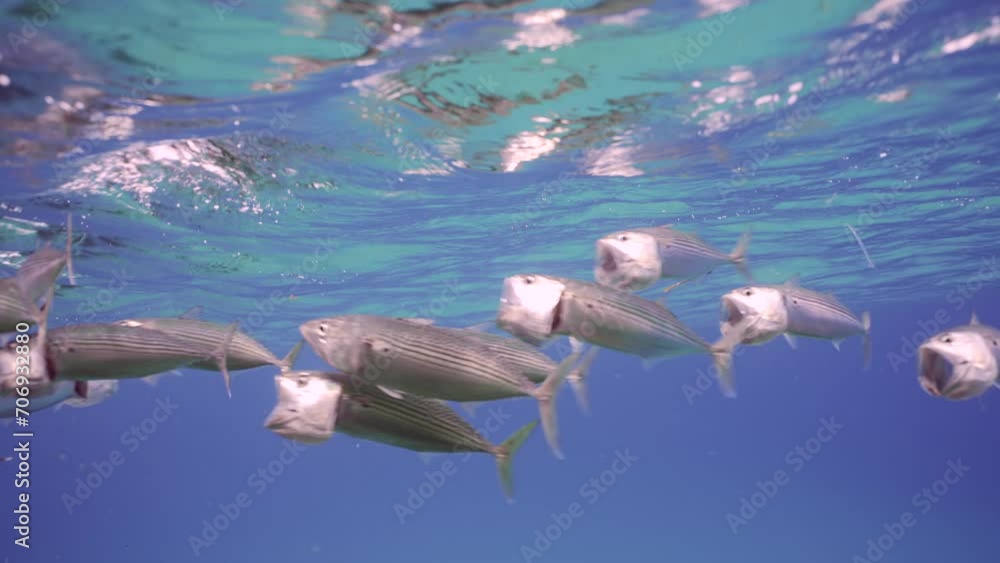 Close up of group of Mackerel swimming with open mouths and feeding ...