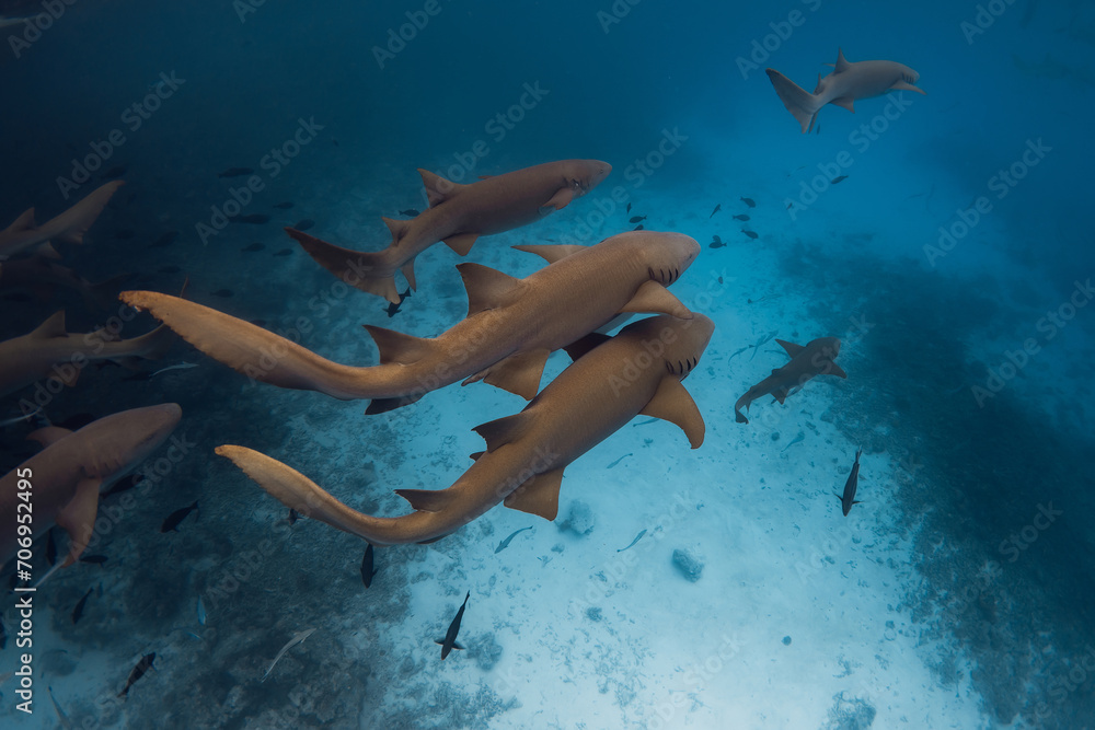 Swimming with a lot of nurse sharks in tropical blue ocean. Sharks in ...