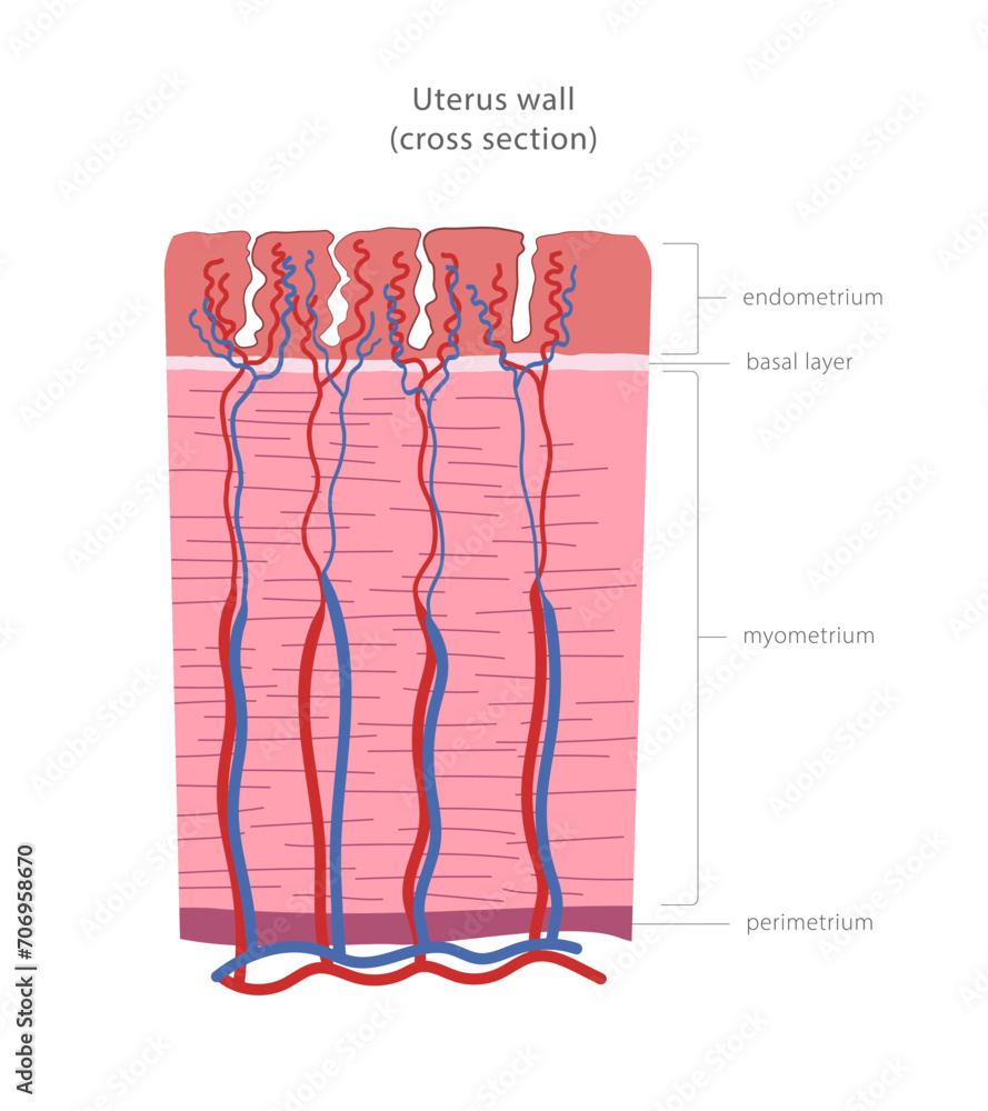 Uterus wall cross section diagram. Uterine layers: perimetrium ...