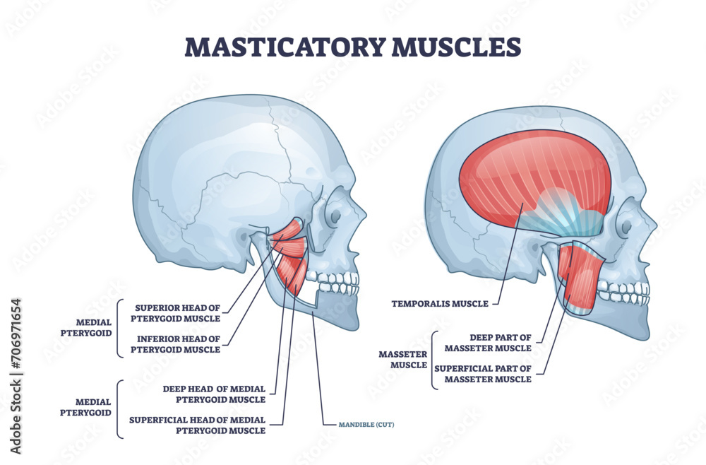 Masticatory muscles and cheek bones muscular system anatomy outline ...