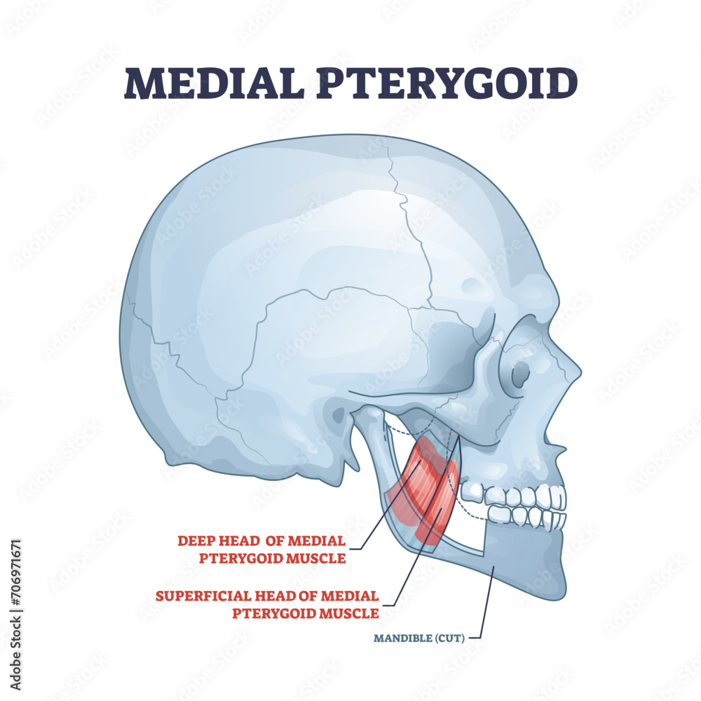 Medial pterygoid facial muscle as masticatory muscular system part ...