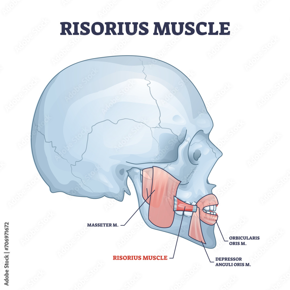 Risorius muscle as human facial expression muscular system outline ...