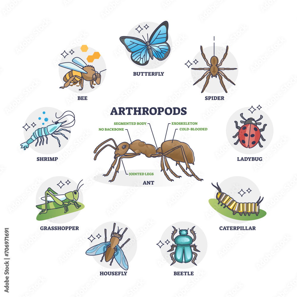 Arthropods animal group collection or segmented ant body anatomy ...