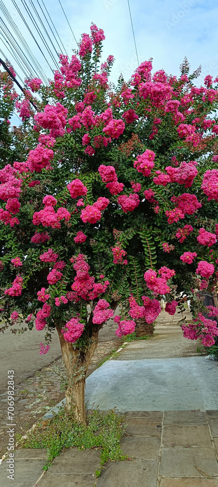 Resedá ou Lagerstroemia indica. Planta de jardim ou paisagismo Stock ...