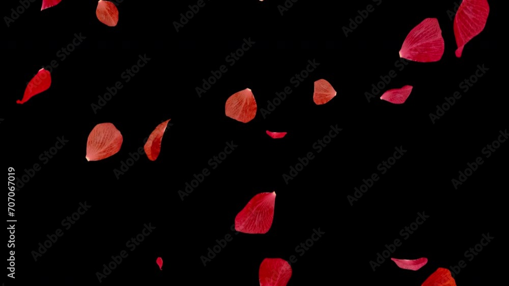 Rose Falling Overlays. Rose Falling Overlays with alpha channel for ...