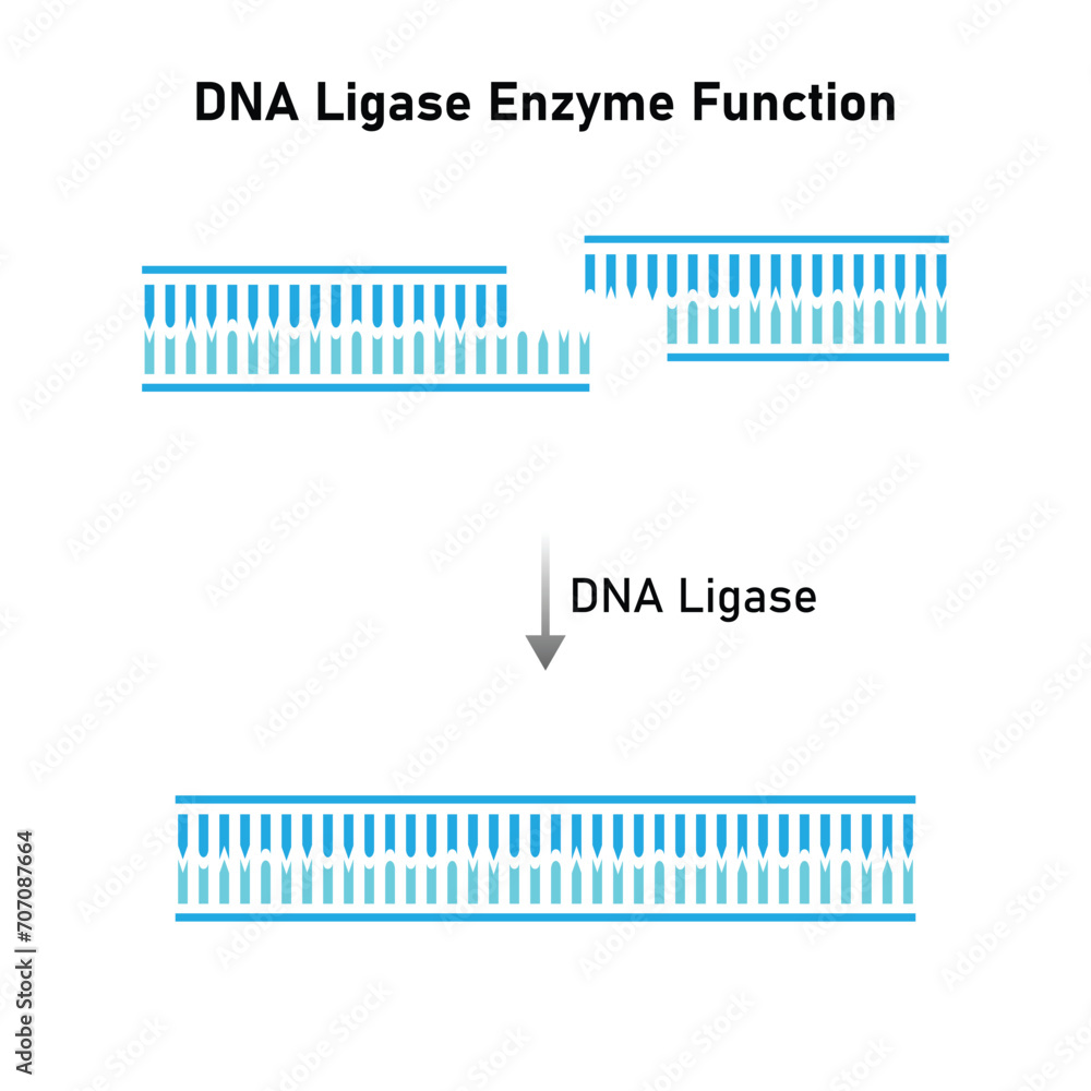 DNA Ligase Enzyme Function Scientific Design. Vector Illustration ...
