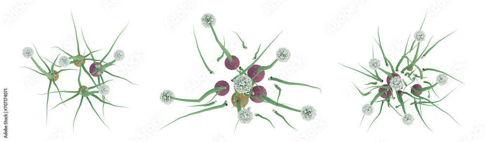 3d render top view of green allium cepa plant on transparent background ...
