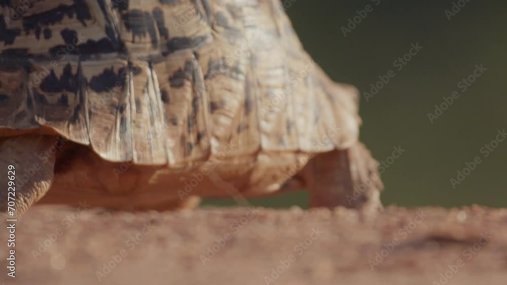 Close up pan of a leopard tortoise's shell pattern as it walks Stock ...