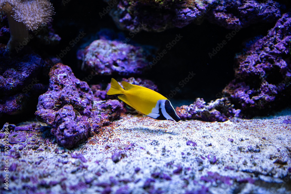 Siganus vulpinus. Fox fish, foxface rabbitfish, foxface, black-face ...