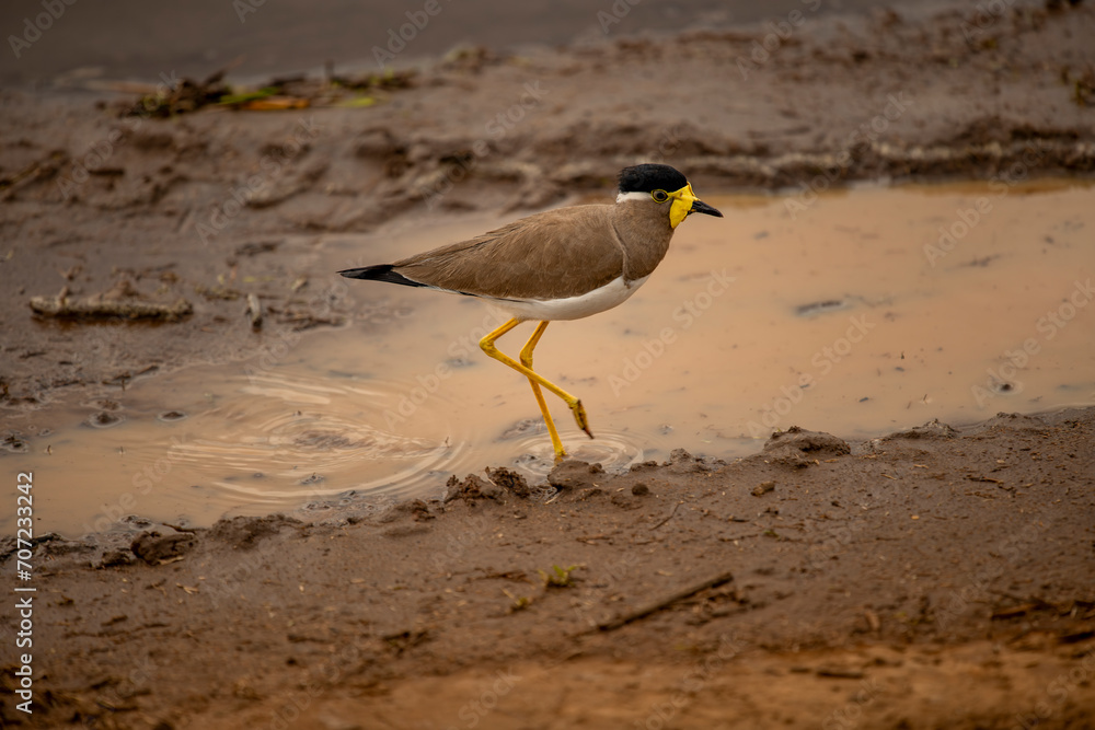 The Javan lapwing, also known as the Javan lapwing and Javanese-wattled ...