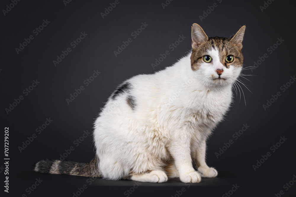 Friendly senior house cat, sitting up side ways. Looking towards camera ...
