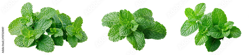 Mint leaves collection png isolated on white or transparent background ...