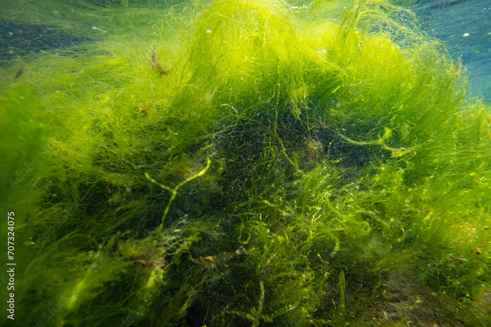 ulva green algae on coquina stone make air bubble, torn algal mess ...