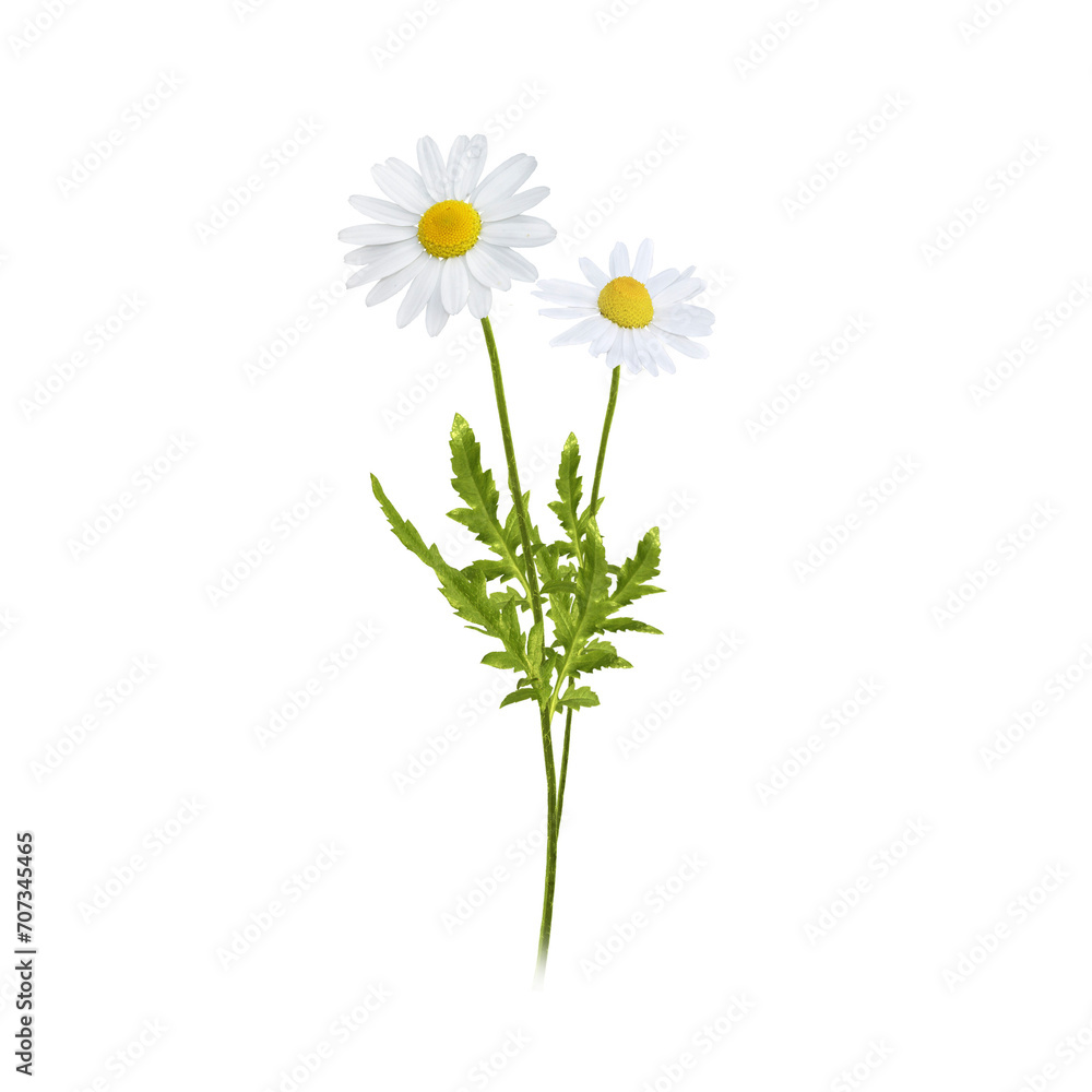 Poppy Alstroeme azali bell chamom crocuses lilac lily narcissus rose ...