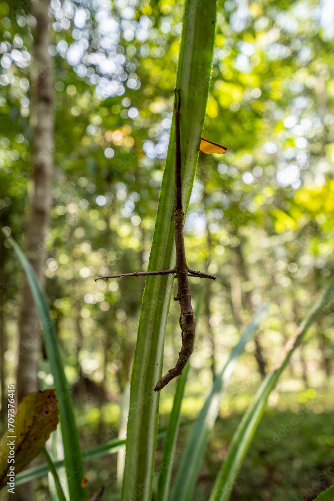 Stick insect clinging to the leaves to camouflage, Phasmatodea or Giant ...