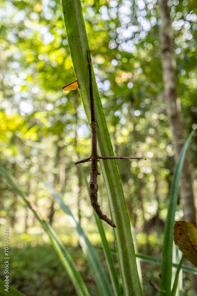 Stick insect clinging to the leaves to camouflage, Phasmatodea or Giant ...