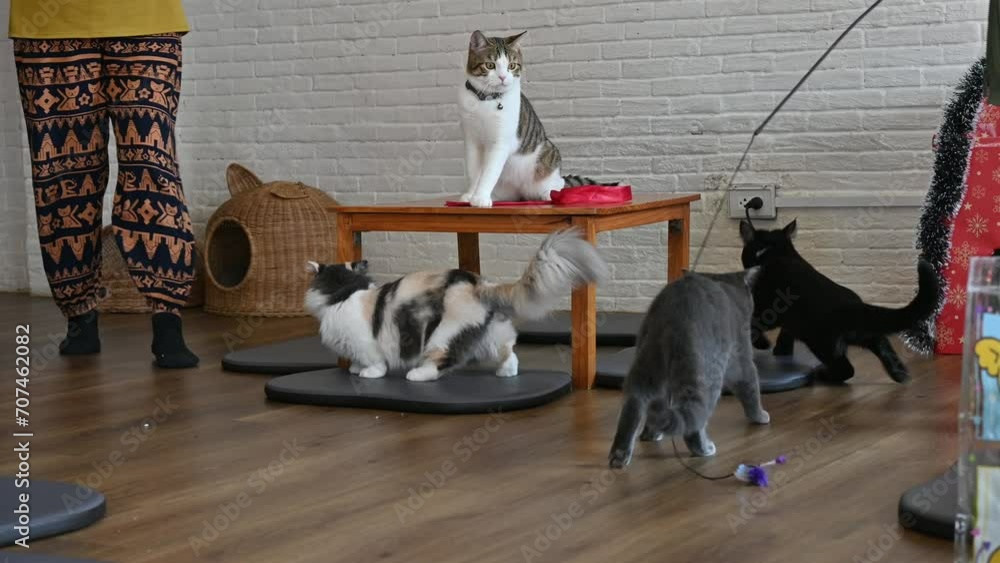 People playing with cats in cat cafe. Cat cafe are a type of coffee ...
